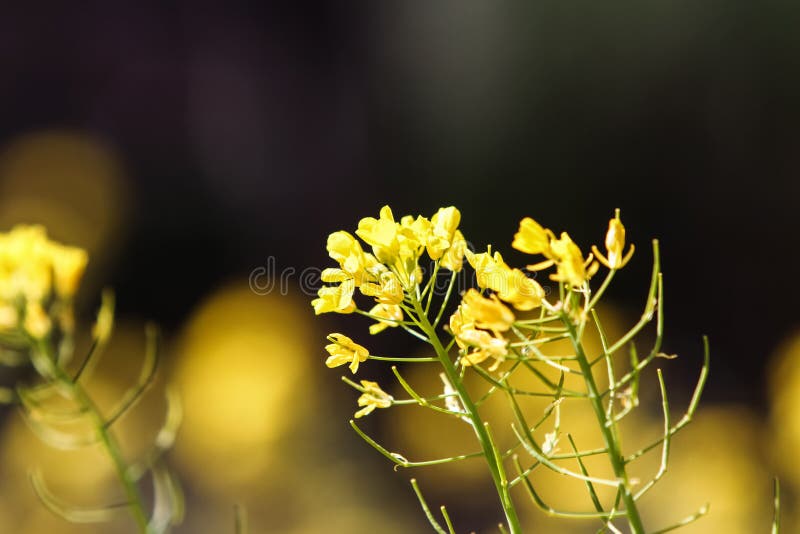 Mostarda de campo imagem de stock. Imagem de amarelo - 77361803