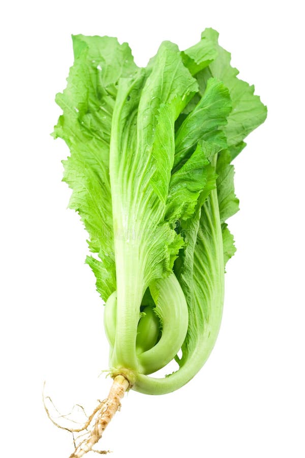 Mostarda de folha imagem de stock. Imagem de raiz, comer - 12438281