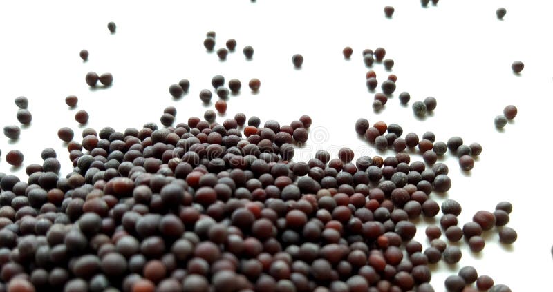 Mostarda preta foto de stock. Imagem de gostoso, fresco - 99116118