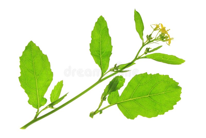 Mostarda Preta (negro Do Brassica) Foto de Stock - Imagem de erva ...