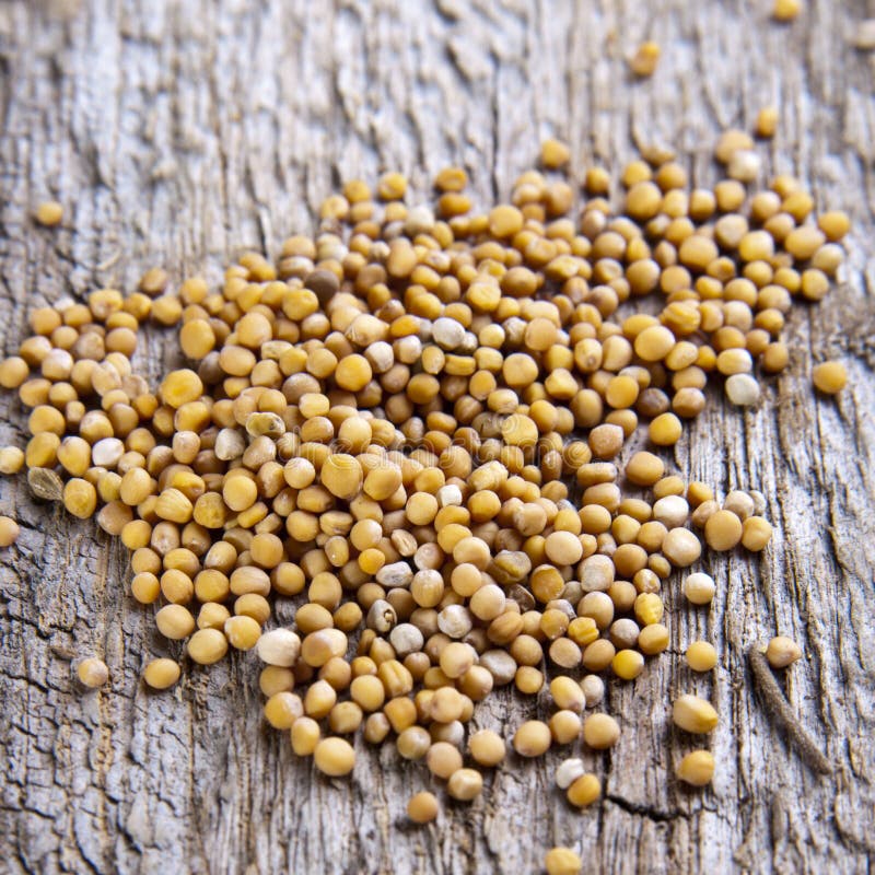 Mosterd stock afbeelding. Image of zaden, kruiden, kruidig - 50731523