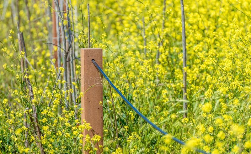 Mosterdveld stock foto. Image of mensen, steun, omheining - 178249282