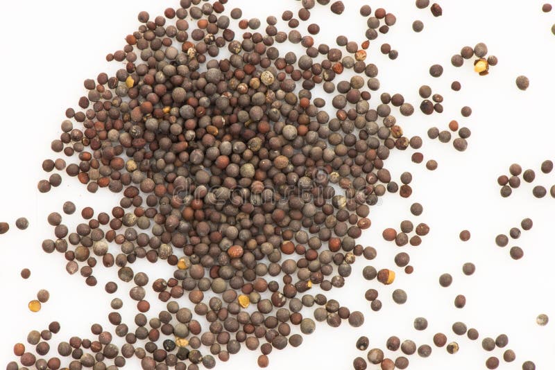 Mosterdzaden Op Een Witte Achtergrond Stock Foto - Image of mosterd ...