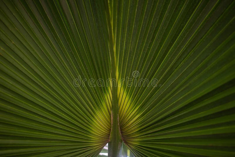 Mostly Blurred Abstract Green Background from a Leaf of Fan Palm Tree ...