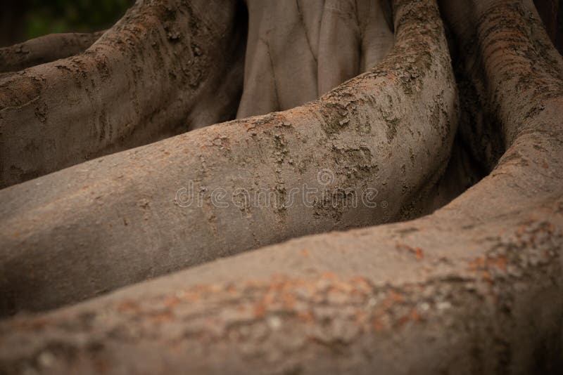 Mostly Blurred Bark Texture Background of Ficus Macrophylla Roots ...
