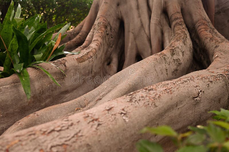 536 Bark Ficus Texture Stock Photos - Free & Royalty-Free Stock Photos ...