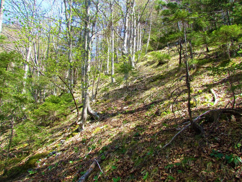 Broadleaf, Temperate, Deciduous Beech Forest in Spring Stock Image ...