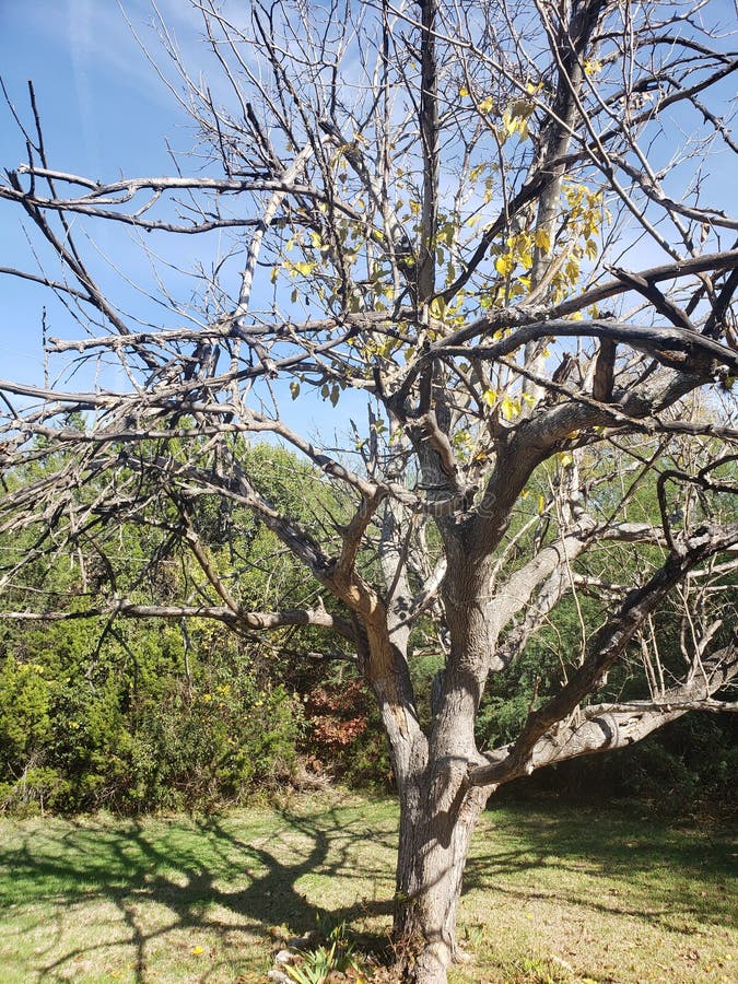 Mostly dead tree stock photo. Image of autumn, trunk - 193072584