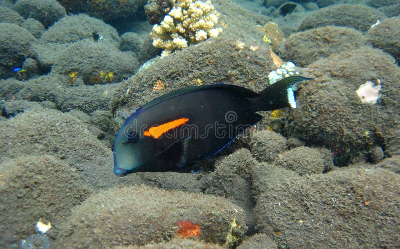 Mostly Grey yet Colorful Fish Underwater Editorial Photography - Image ...