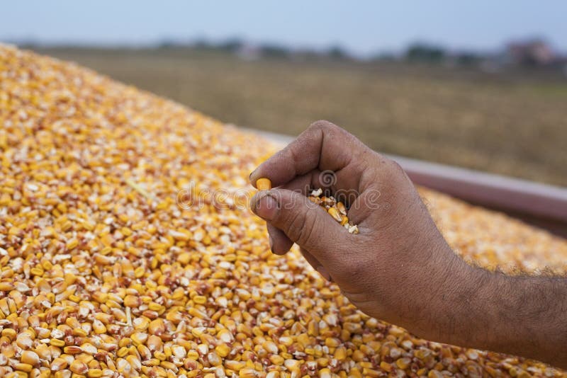 Le Mani Dell'agricoltore Che Tengono Il Mais Appena Raccolto Del ...