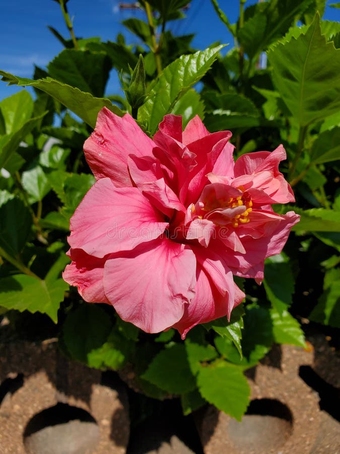 Mostrar tus colores imagen de archivo. Imagen de colores - 157451257