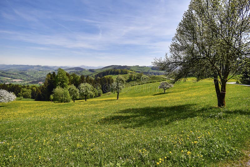 Mostviertel stock image. Image of pear, blossom, landscape - 115578859