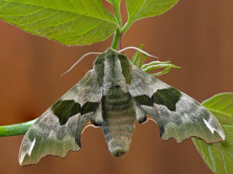 Mot stock foto. Image of nave, tuin, insect, openlucht - 23502720