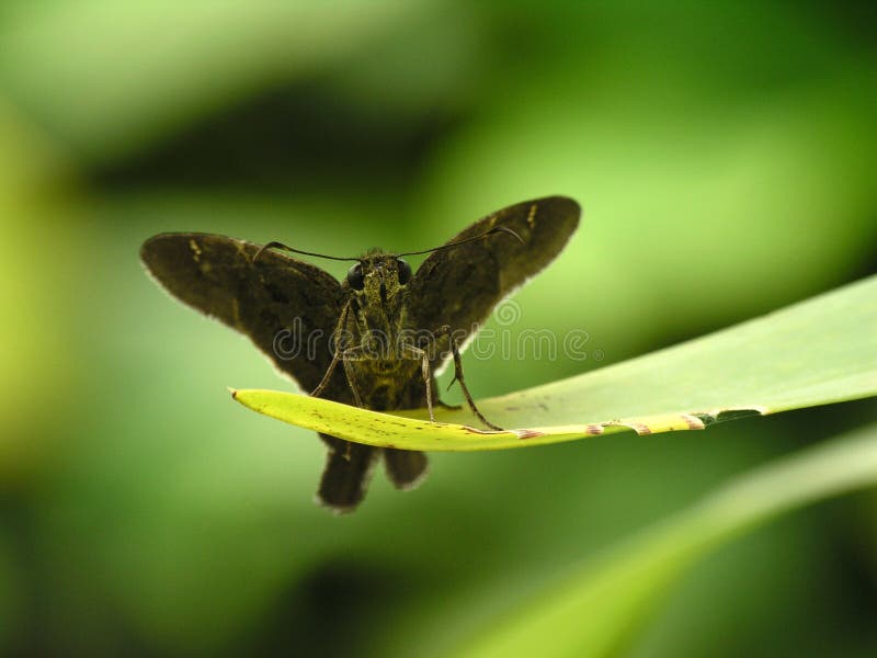 Bruine mot op groene tuin stock afbeelding. Image of milieu - 150527245