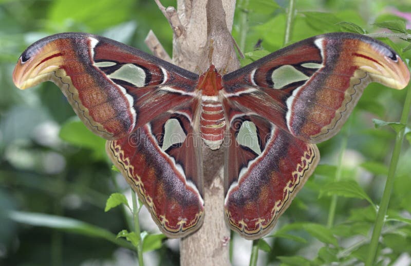 Bruine de Mot van de havik stock afbeelding. Image of vlinder - 970589