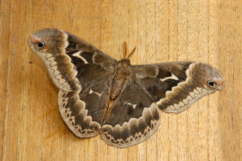 Moth stock image. Image of outdoors, wildlife, wings, insects - 1919
