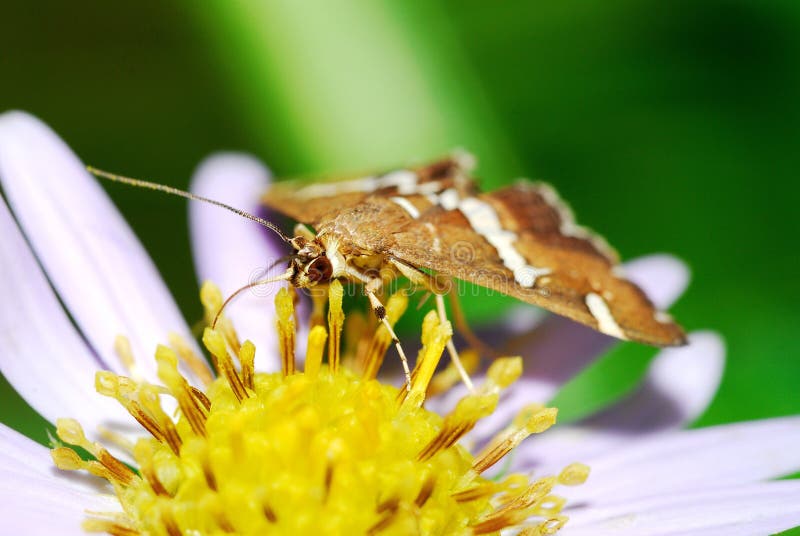 Moth stock image. Image of leave, insects, moth, magic - 10839525