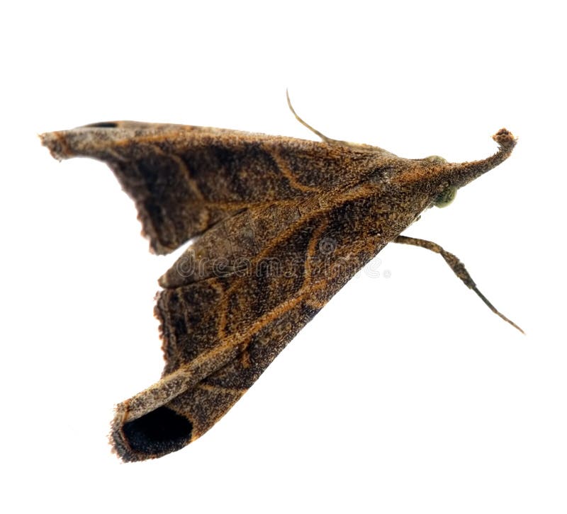 Moth stock image. Image of wildlife, isolated, tiny, insects - 13069627
