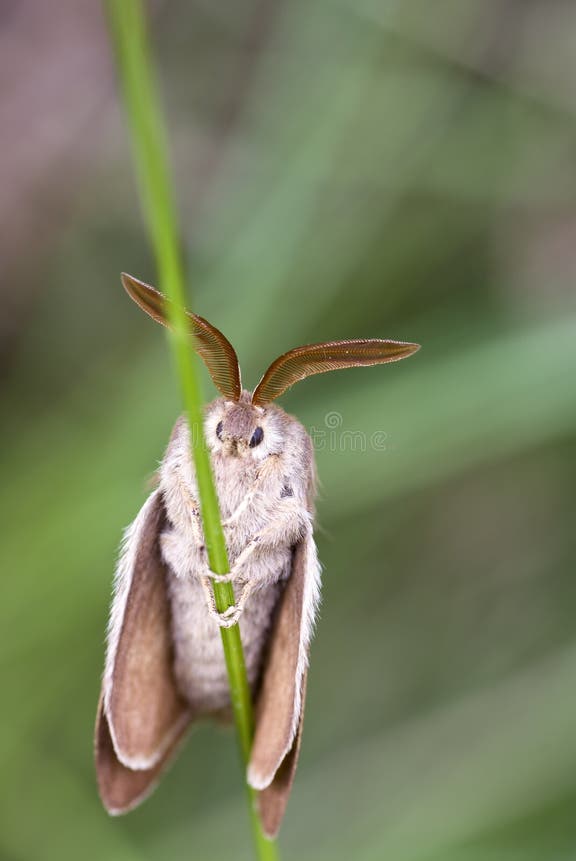 Moth stock image. Image of moth, rest, green, blade, sleep - 14447523