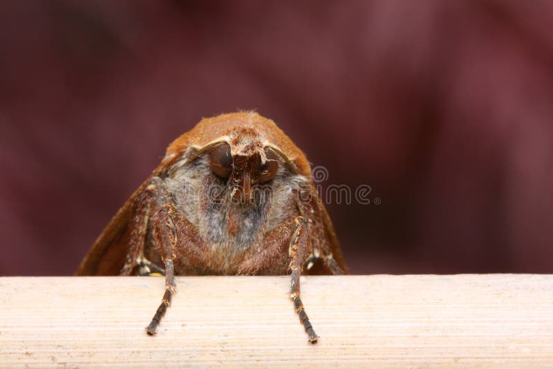Moth stock image. Image of insect, nocturnal, wild, legs - 14706757