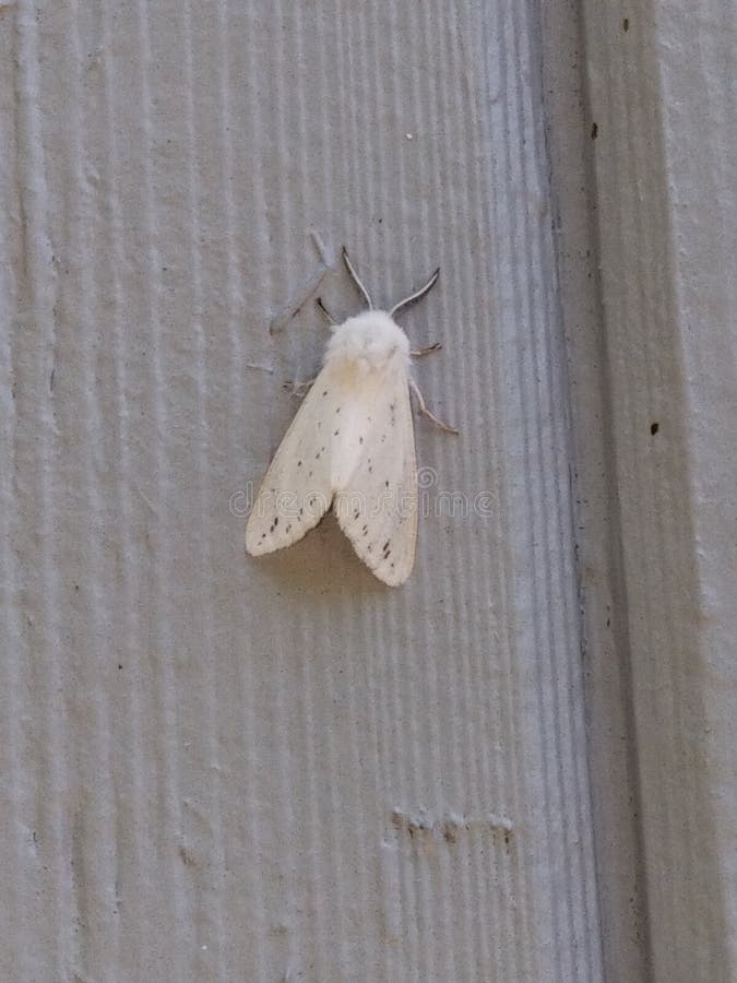 White Albino Still Insect Stock Photos - Free & Royalty-Free Stock ...