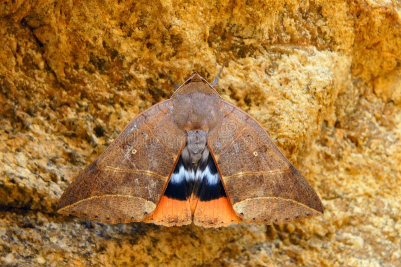 Moth stock image. Image of moth, natural, rock, triangular - 20619263
