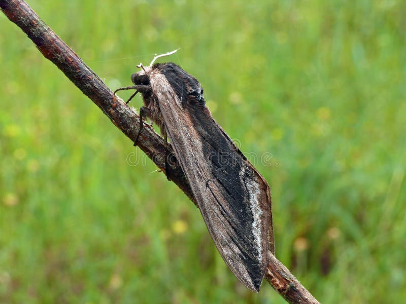 Moth stock photo. Image of background, animal, privet - 22997144