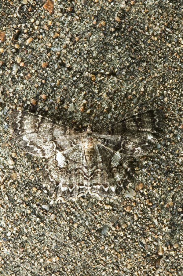 Moth stock image. Image of text, night, texture, camouflage - 2352963