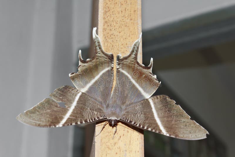 Moth stock image. Image of moth, nature, resting, wing - 25823351