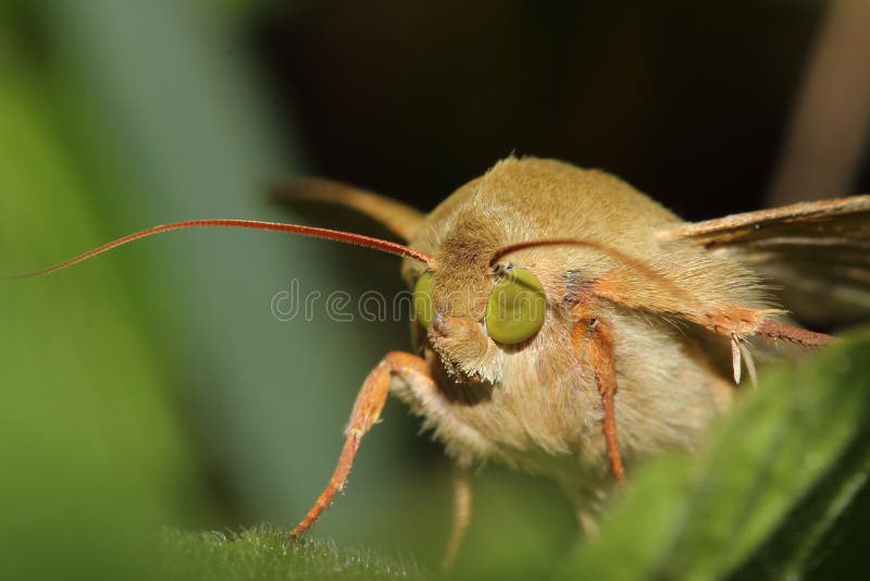 Polyphemus Moth stock image. Image of lepidoptera, closeup - 29246313