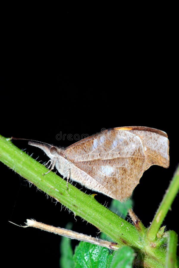 Moth Picture. Image: 1561903