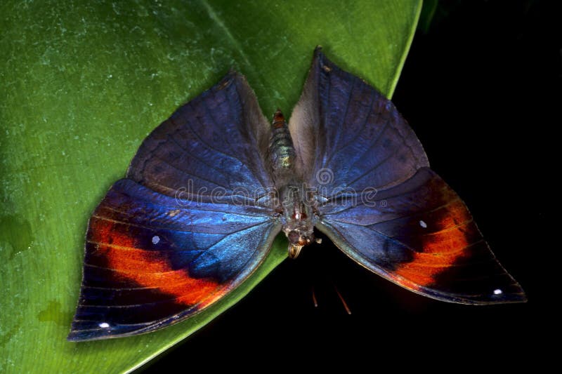 Milionia Moth Stock Photos - Free & Royalty-Free Stock Photos from ...