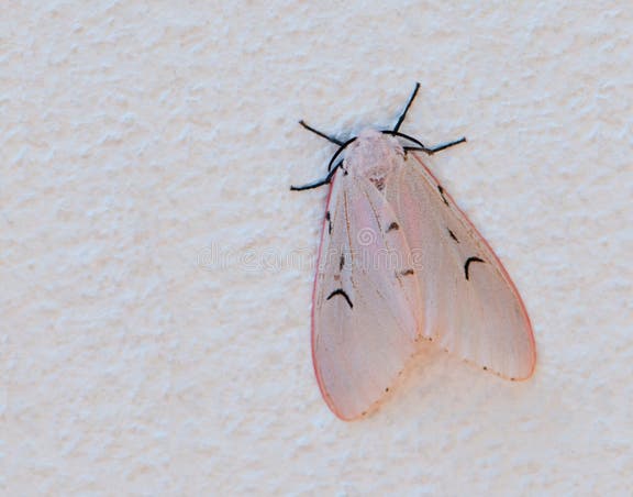 A Moth Against a White Wall Stock Image - Image of spring, wings: 340131141
