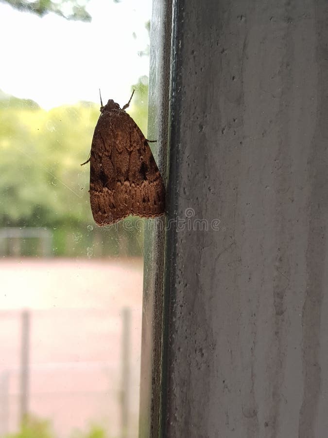 Moth stock image. Image of spring, vlinder, summer, nature - 123593779