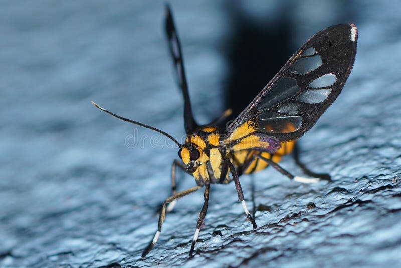 Moth stock photo. Image of animal, macro, nature, night - 48594092
