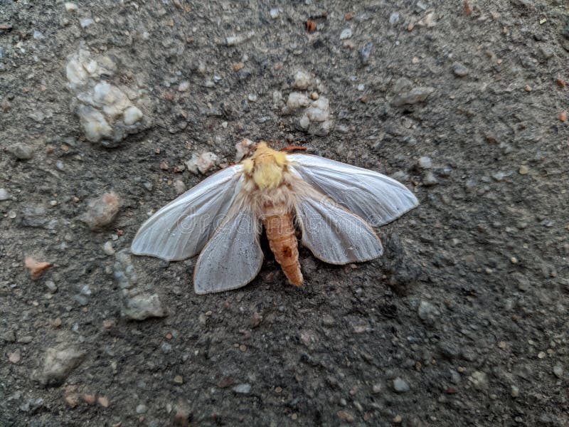 Moth on the Asphalt Close-up Photo Top View. Stock Photo - Image of ...