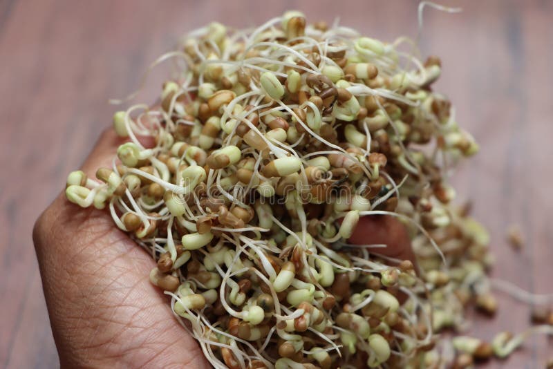 Moth bean sprouts in hand stock photo. Image of lentil - 186669914