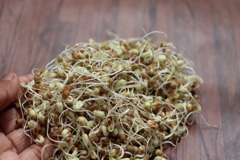 Moth bean sprouts in hand stock image. Image of agriculture - 186670105