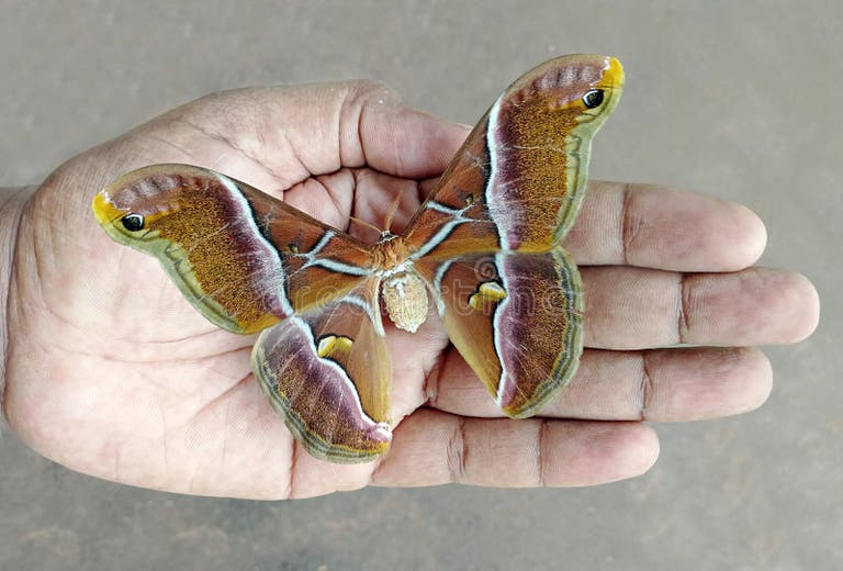 MOTH on the PALM. stock image. Image of moth, biology - 194397865