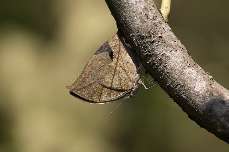 Moth stock image. Image of wings, common, nature, wild - 146435131