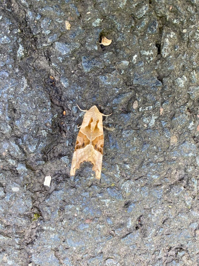 Moth with Beautiful Wing Markings Stock Image - Image of wings, brown ...