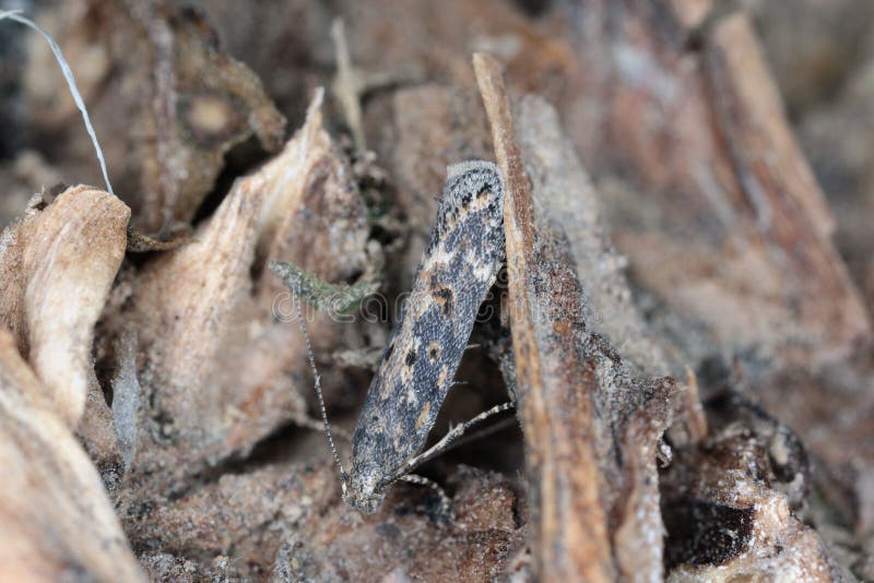Moth of the Beet Moth Scrobipalpa Ocellatella.. this is an Important ...