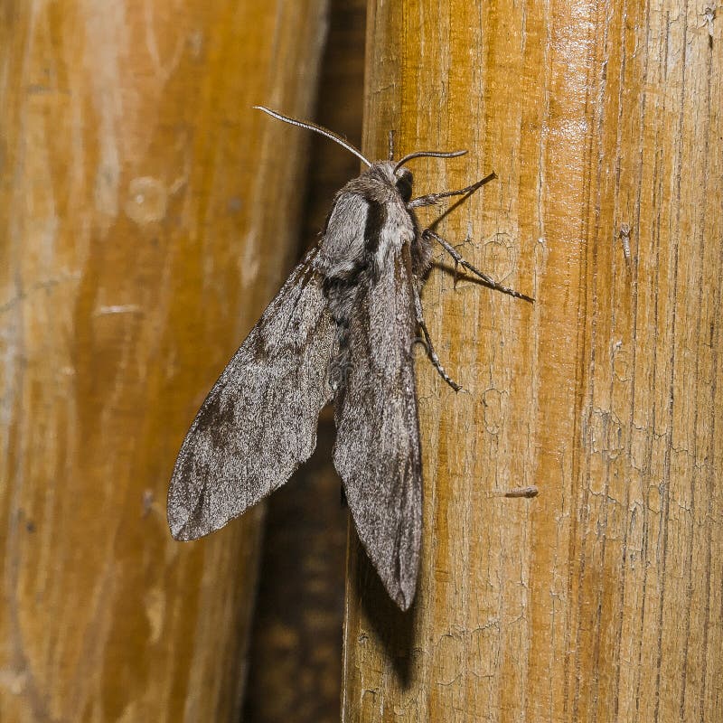 Moth stock image. Image of animals, moth, insects, wood - 75105169