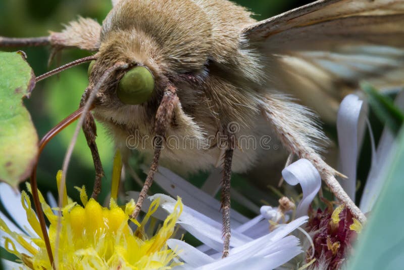 Moth with Bright Green Eyes Extends Long Tongue Stock Photo - Image of ...