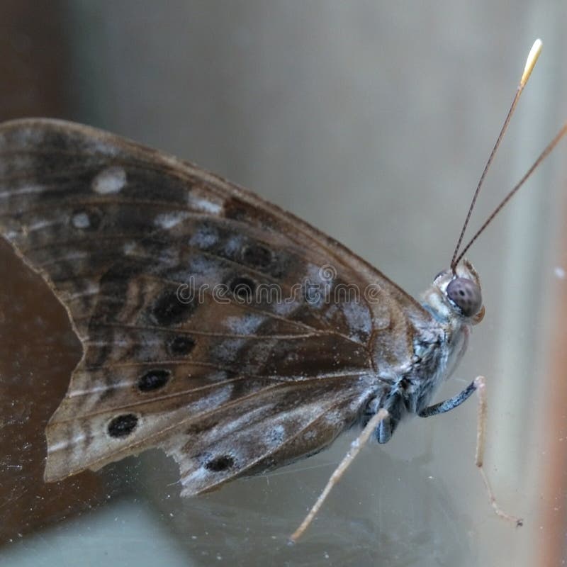 Iridescent Moth in Costa Rica Stock Image - Image of antennae, flash ...