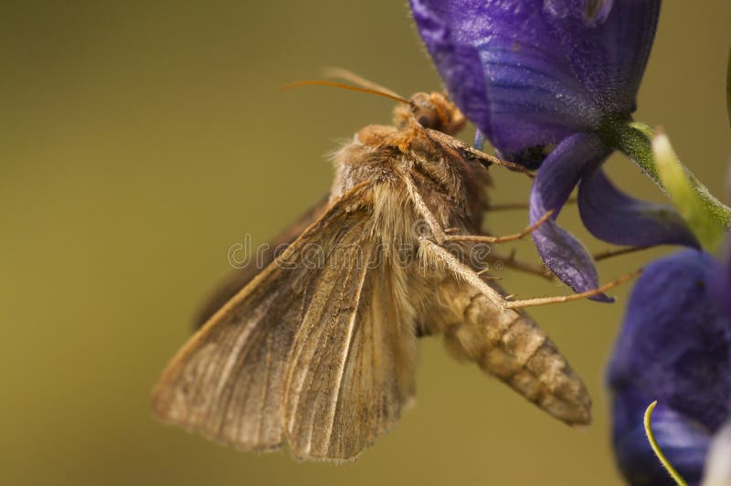 Moth stock image. Image of flower, butterfly, insect - 62989711