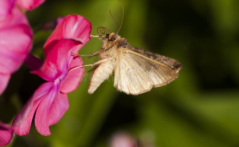 Moth stock photo. Image of pink, pollen, moths, pollination - 78982188