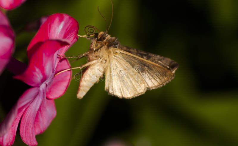 Moth stock image. Image of insects, insect, brown, flower - 82085519