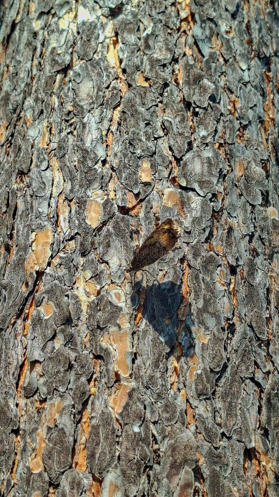Moth Camouflage Nature Bark Texture Unique Patterns Detailed ...