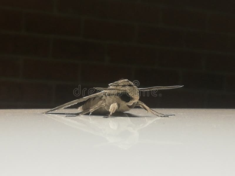 Moth on the car in garage stock image. Image of sketch - 192986415